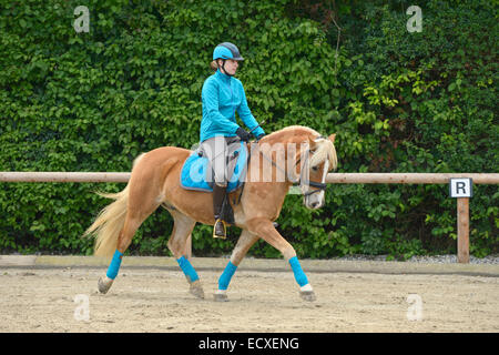 Dressage rider on Haflinger horse, winner of competition Stock Photo ...