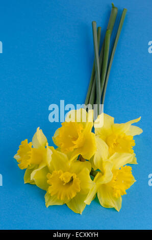 Yellow jonquil flowers on blue background Stock Photo - Alamy