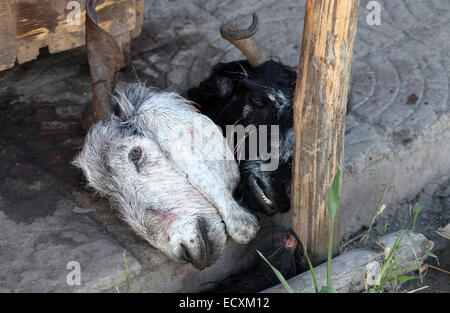 goat heads for sale in the meat market of Fort Cochin (Kochi), Kerala ...