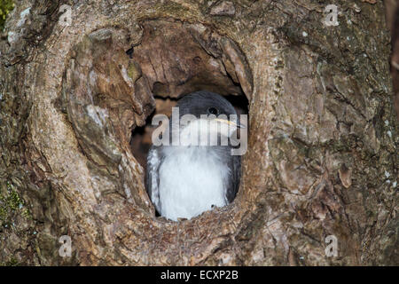baby Tree Swallow Stock Photo - Alamy