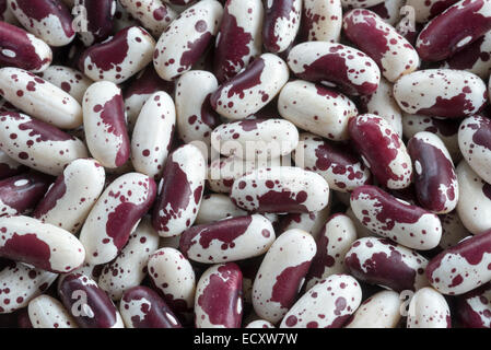 Dried heirloom Jacob's cattle beans; Toronto, Ontario, Canada Stock ...