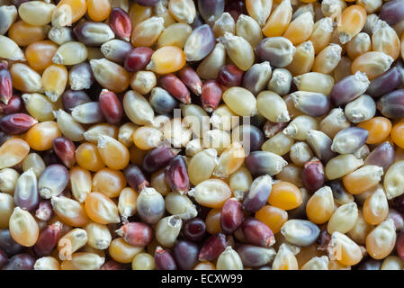 Colored Popcorn Kernels Stock Photo - Alamy