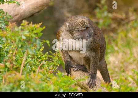 Allen's Swamp Monkey (Allenopithecus nigroviridis Stock Photo - Alamy