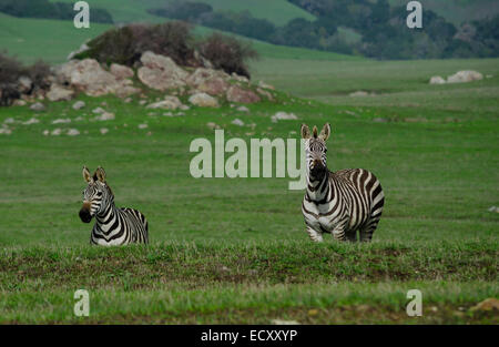 Wild Zebra on California central coast now roam with the cattle Stock ...