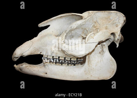Baird's Tapir Tapirus bairdii Skull Stock Photo - Alamy