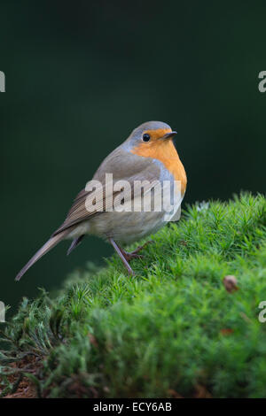 European robin (Erithacus rubecula), Emsland, Lower Saxony, Germany ...