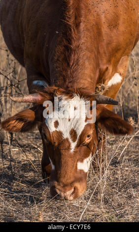 cattle grazing,,Corsica, France Stock Photo - Alamy