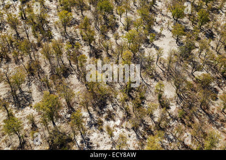 Mopane forest (Colophospermum mopane Stock Photo - Alamy