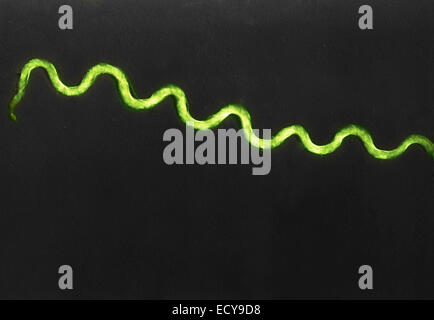Treponema pallidum shown under dark field light microscopy Stock Photo ...