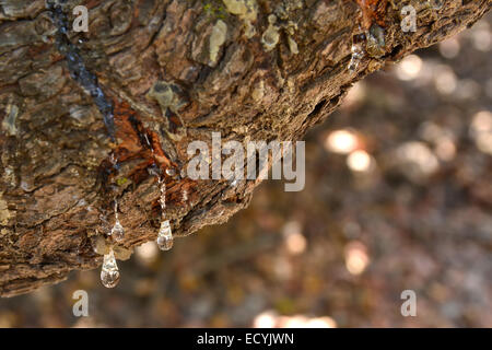 Mastic, Resin from mastic tree, Pistacia lentiscus, Chios tears on ...