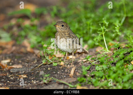 Robin (Erithacus rubecula). Russia, Moscow Stock Photo - Alamy