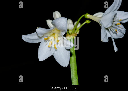 White flowers of Proiphys cunninghamii syn. Eurycles cunninghamii ...