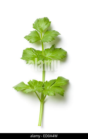Raw green selery stem with leaves for cooking Stock Photo - Alamy