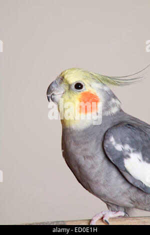 Australian endemic parrot a cockatiel (Nymphicus hollandicus) eating ...