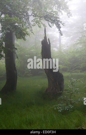 Sunlight breaking through haze and fog at dawn Stock Photo - Alamy