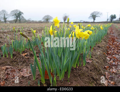 winter flowering daffodils in cornwall, uk Stock Photo - Alamy