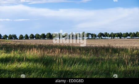 beautiful green treeline in summertime Stock Photo - Alamy