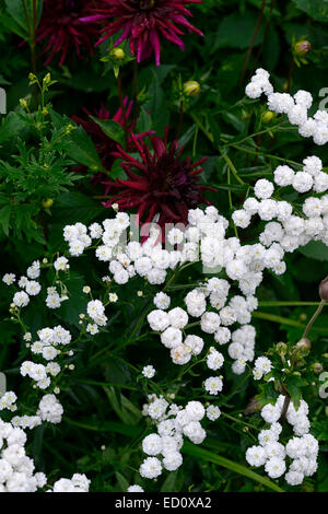 achillea ptarmica the pearl,dahlia, white and deep purple flowers,mixed ...