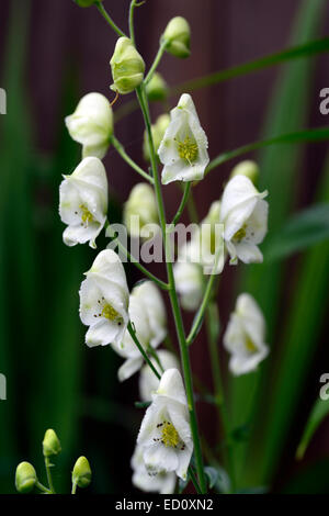 Aconitum lycoctonum syn septentrionale Ivorine,white flowers,flower ...