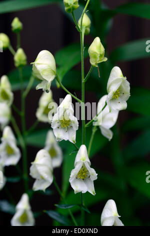 Aconitum lycoctonum syn septentrionale Ivorine,white flowers,flower ...