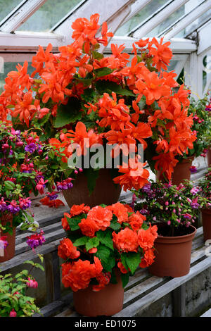 red trailing begonia Stock Photo - Alamy