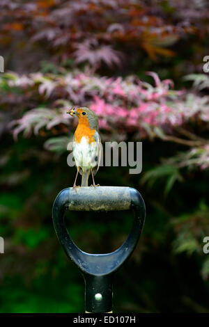 Robin Erithacus rubecula sit sitting perch perched spade shovel handle ...