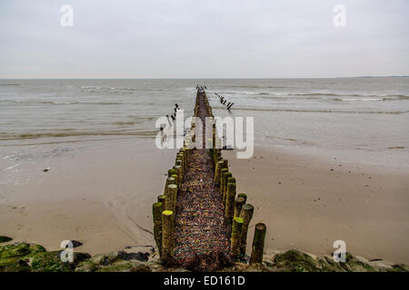 Coastal protection, groins, breakwaters on the western beach, North Sea ...