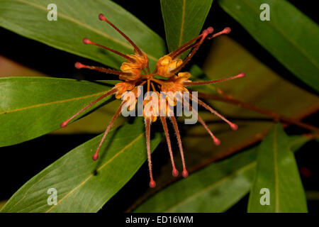Australian native wildflower Grevillea orange marmalade spider flower ...