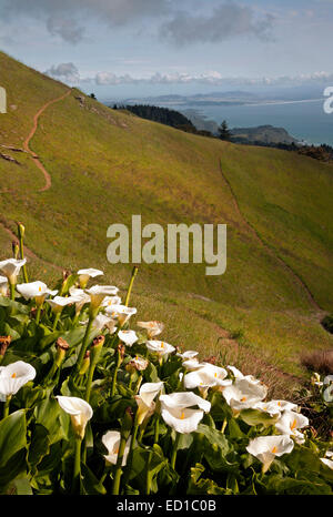 Calla Lilies on the California coast Stock Photo - Alamy