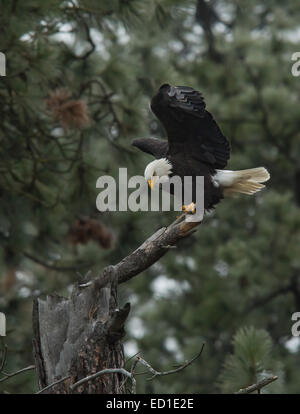 An american bald eagle flaps its wings preparing to take flight in ...