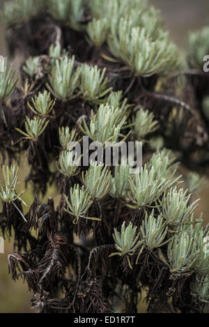 Javanese edelweiss (Anaphalis javanica) in Gede Pangrango National Park ...