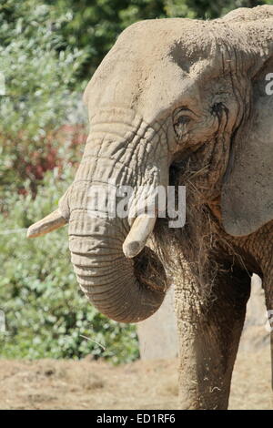 Elephant eating hay Stock Photo - Alamy