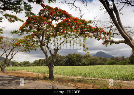 Mauritius, Bambous, avenue of flame trees, beside, sugar cane ...