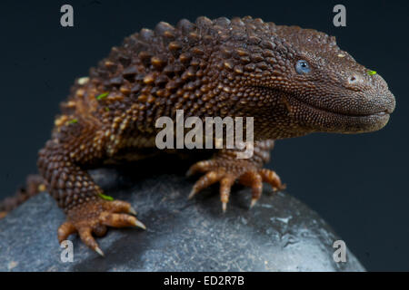 Earless monitor lizard / Lanthanotus borneensis Stock Photo - Alamy