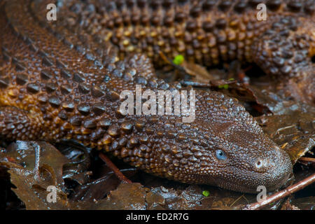 Earless monitor lizard / Lanthanotus borneensis Stock Photo - Alamy