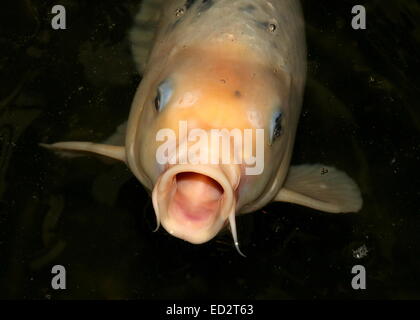 Carp fish head with open mouth Stock Photo: 77380446 - Alamy
