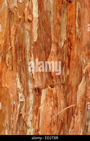 A Melaleuca Paper Bark (Paperbark) tree in Arnhem Land, Northern ...