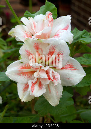 White, lily; hybrid; lilies; hybrids Stock Photo - Alamy