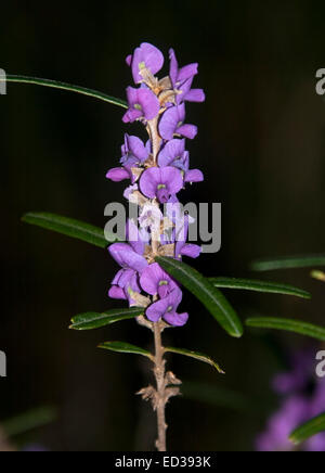 Colourful wildflowers, vivid purple flowers and dark green leaves of ...