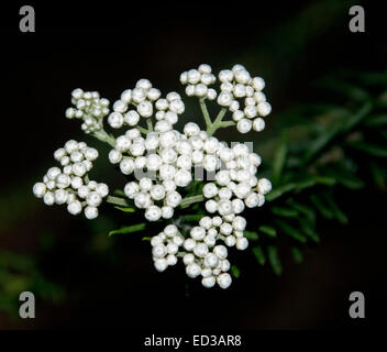 Australian native rice flower Ozothamnus diosmifolius, family ...