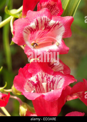 Tubular pink flowers of the summer blooming evergreen perennial sub ...
