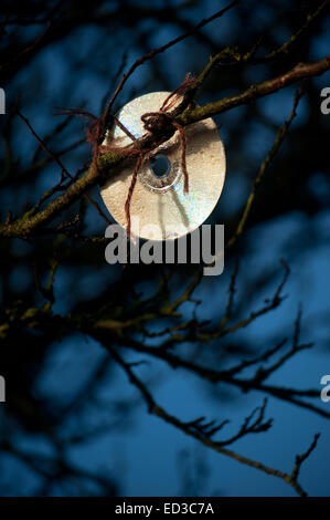 CD hanging in a tree as a bird scarer Stock Photo - Alamy