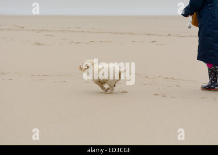 scottish terrier running on the beach in summer Stock Photo - Alamy