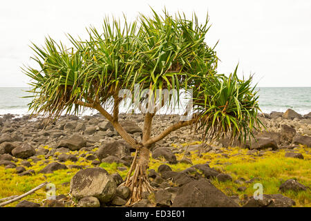 A Pandanus palm tree with its roots in the wet tropical coastal areas ...