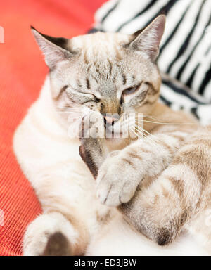 little cat posing for the photo session Stock Photo - Alamy