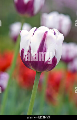 Purple and white Triumph tulips (Tulipa) Spitsbergen bloom in a garden ...