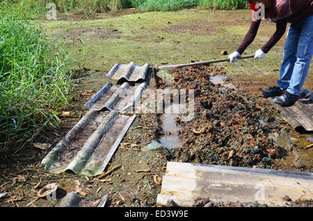 Test growing or cultivate plant for healing and Treatment of soil ...