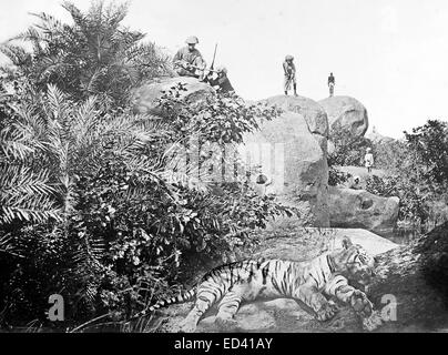 hunting wild Tigers in India during the 1880s. A water buffalo is tied ...