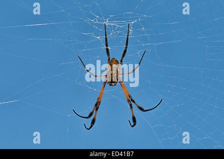 Giant Palm Spider La Digue Island The Seychelles Stock Photo - Alamy