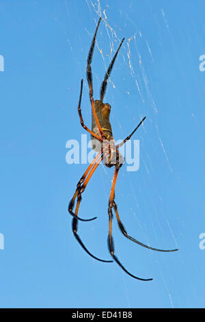 Giant Palm Spider La Digue Island The Seychelles Stock Photo - Alamy
